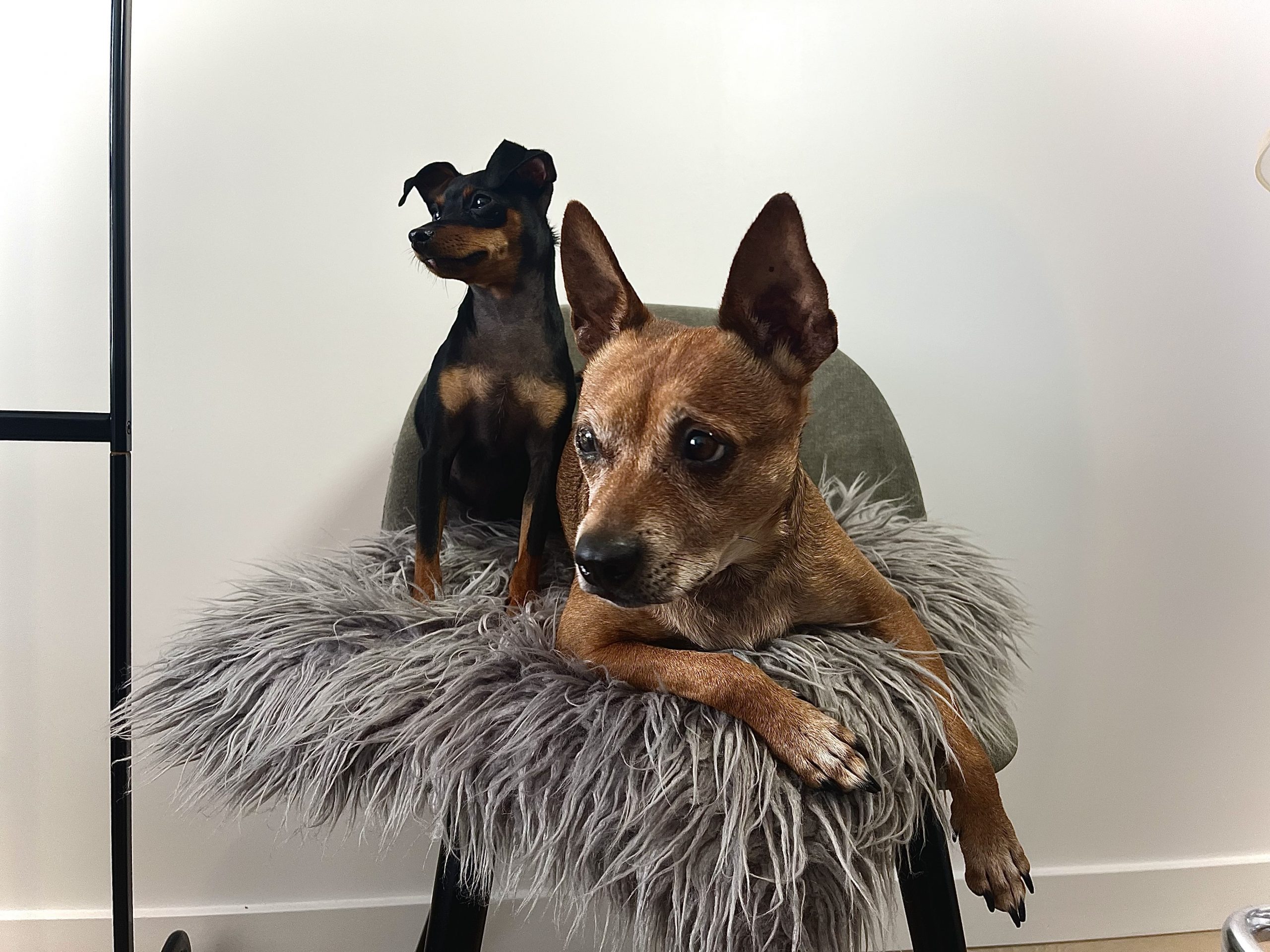 About Us – Max & Milo